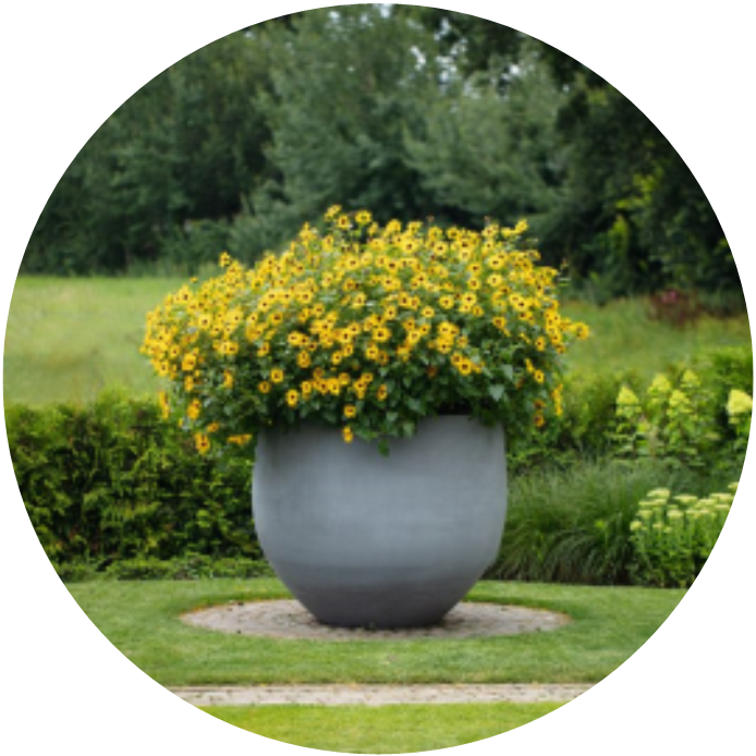 Helianthus Sunmazing | Cornucopia Gardens